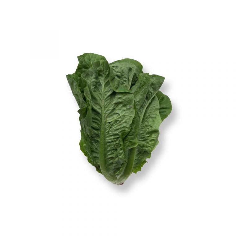 Long Lettuce - Fine Fruits